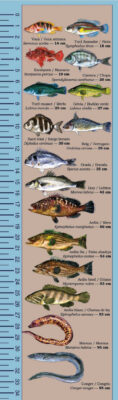 Species-and-minimum-sizes-illesbalears - Balearic Fishing Licence