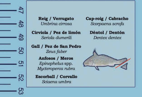 Species-and-minimum-sizes-illesbalears - Balearic Fishing Licence