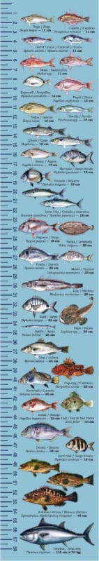 Species-and-minimum-sizes-illesbalears - Balearic Fishing Licence