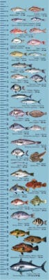 Species-and-minimum-sizes-illesbalears - Balearic Fishing Licence